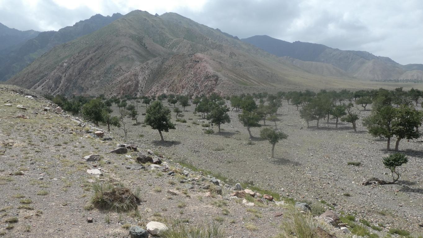 Gallery – BioMongol Foundation