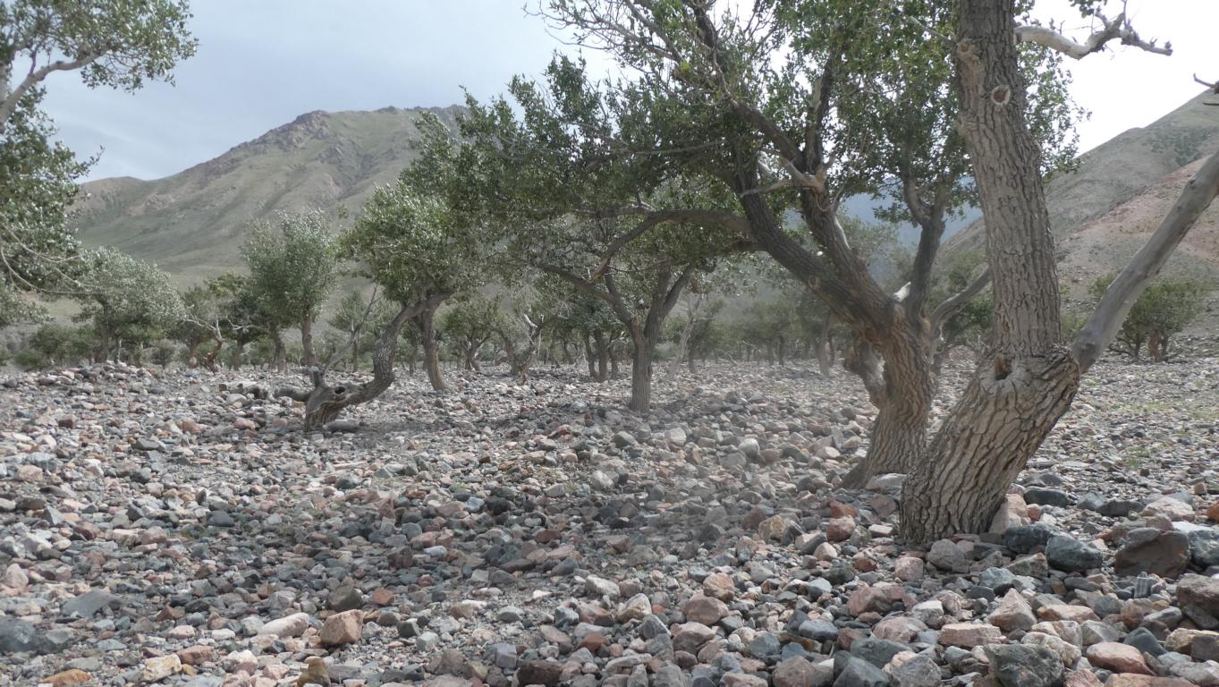 Gallery – BioMongol Foundation