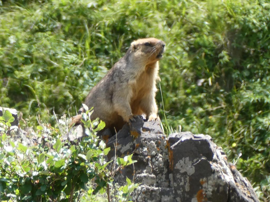 Gallery – BioMongol Foundation